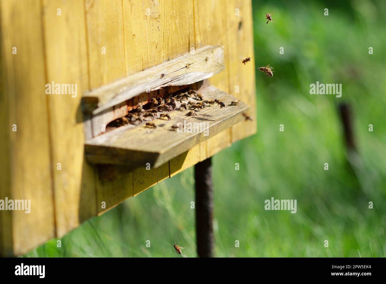 Hive with bees. Domestic bees swarm at beehive Stock Photo - Alamy