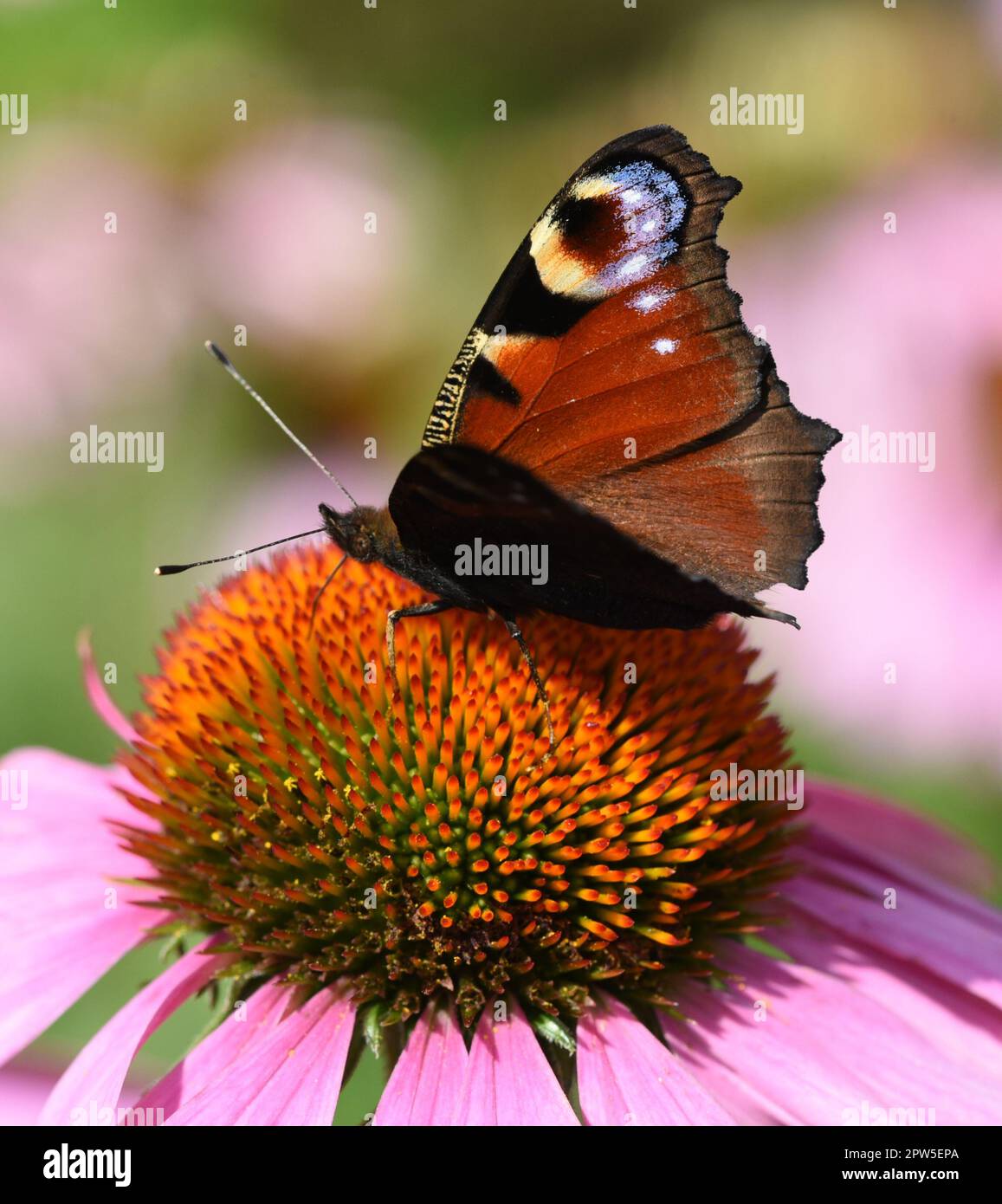 Schmetterlinge sind Insekten mit grossen Fluegeln. Butterflies are ...