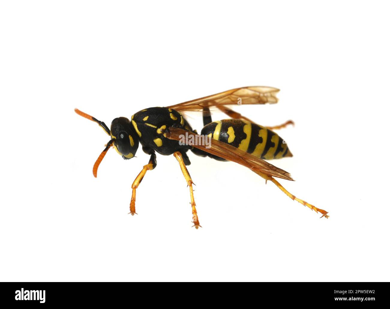 Wespe, Vespula germanica, ist ein nuetzliches und geschuetztes Insekt ...