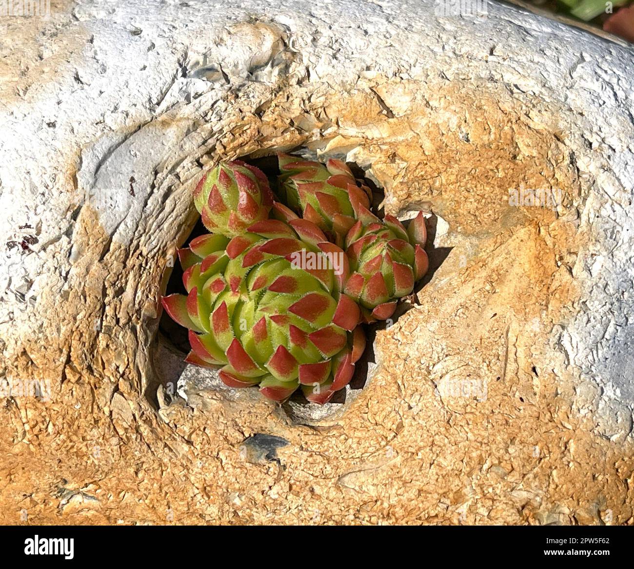Hauswurz, Sempervivum, tectorum, ist eine Heilpflanze und eine ...