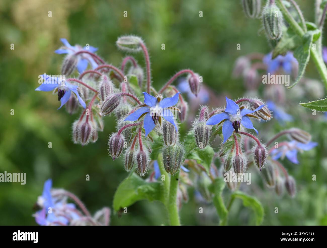 Borretsch, Borago officinalis, ist eine wichtige Heil- und ...