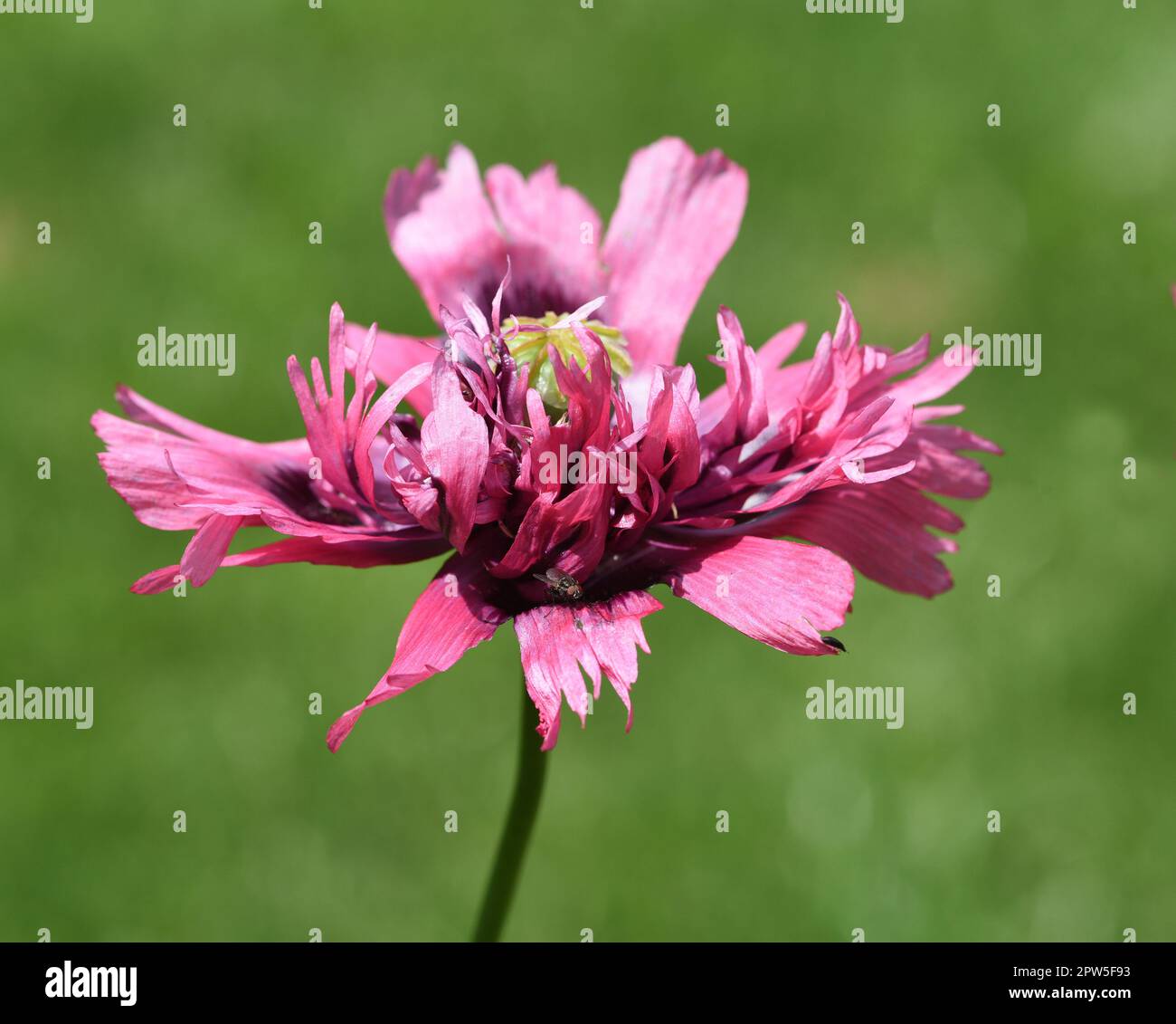 Schlafmohn, Papaver somniferum ist ein Rauschmittel und eine Nutz- und ...
