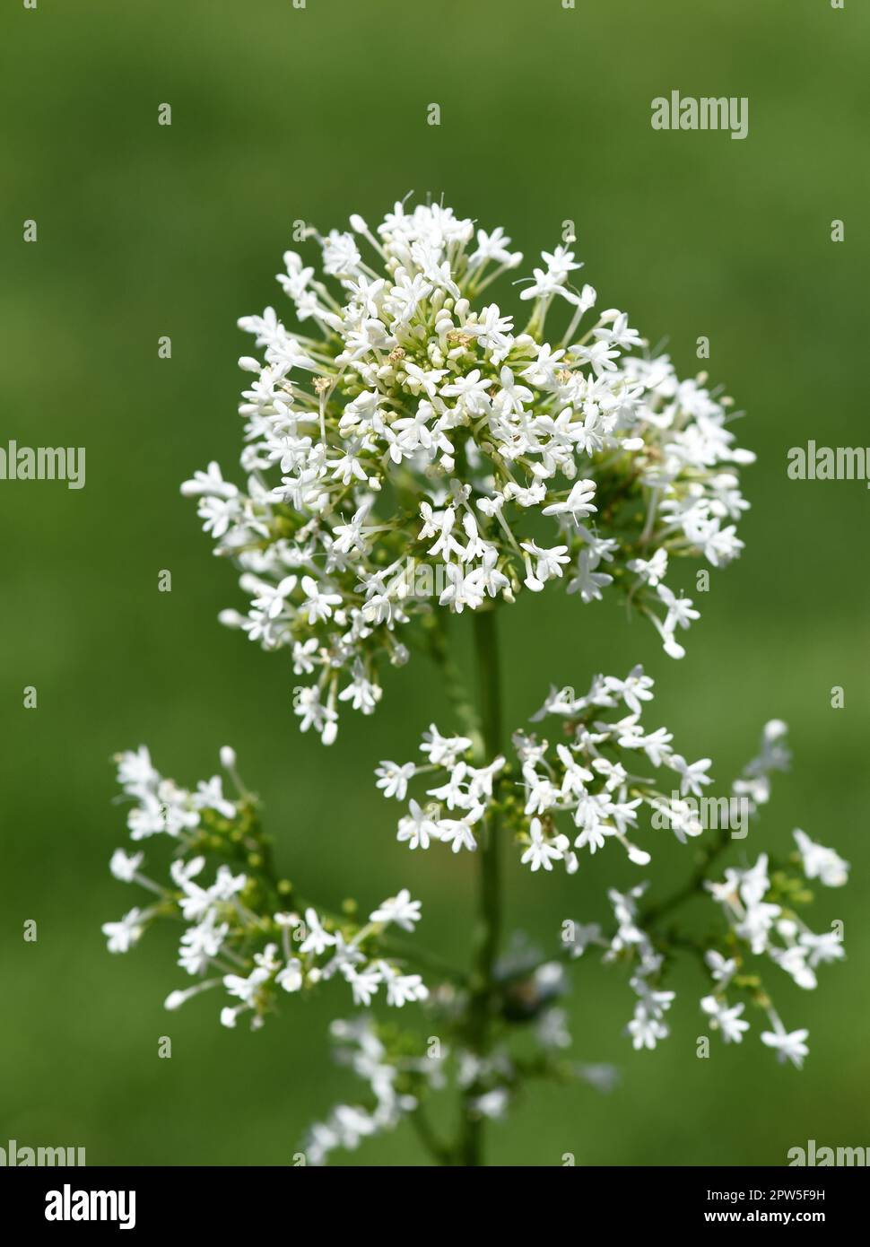 Spornblume, Centranthus ruber ist eine attraktive und Insekten liebende ...