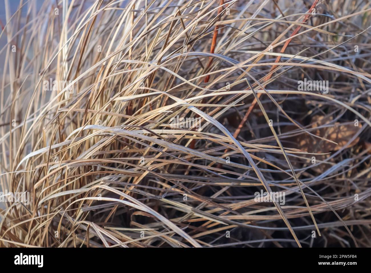 Close up view at the surface of reed Stock Photo - Alamy