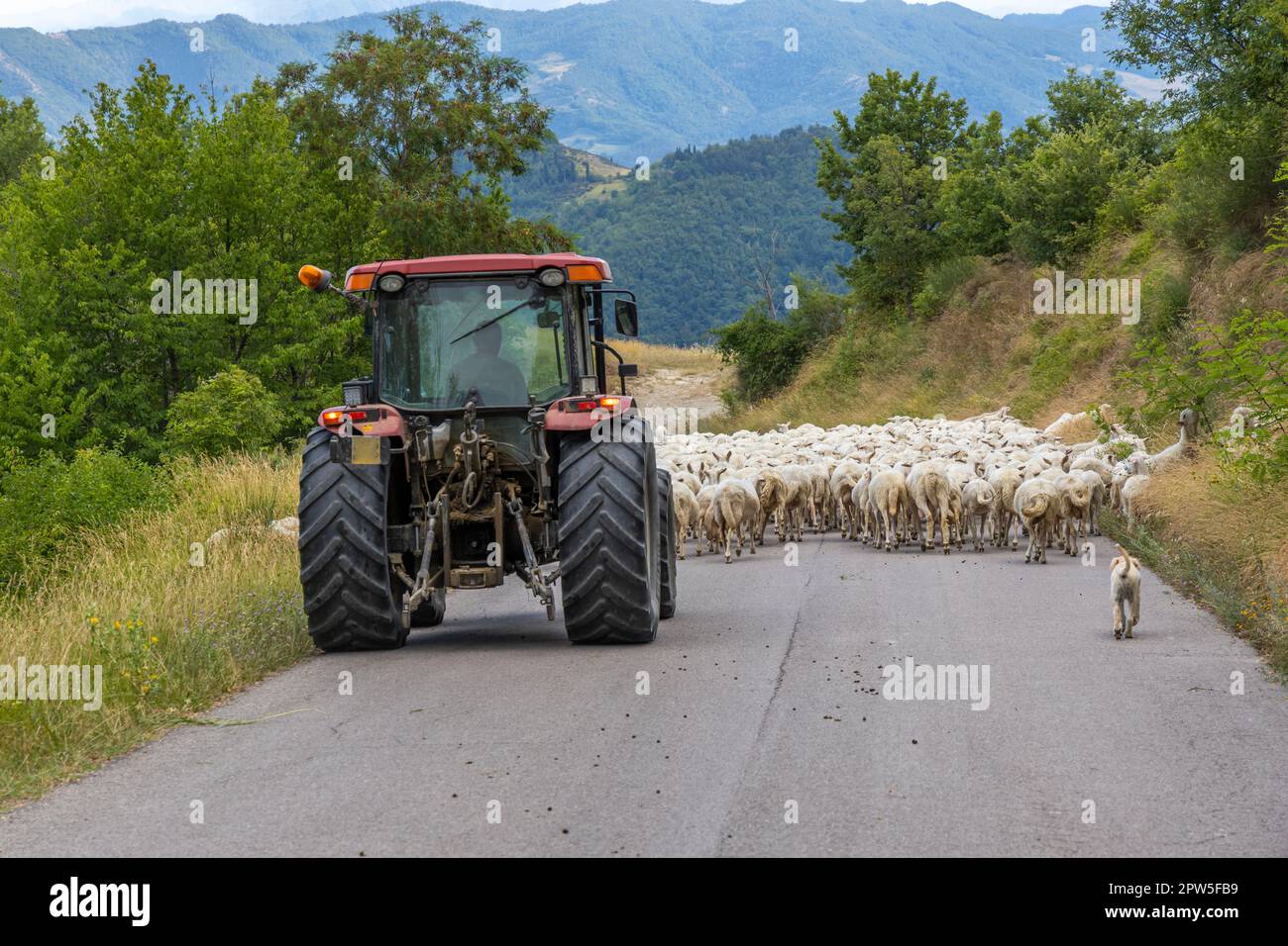 road blocked by herd of sheep, Marche, Italy Stock Photo - Alamy
