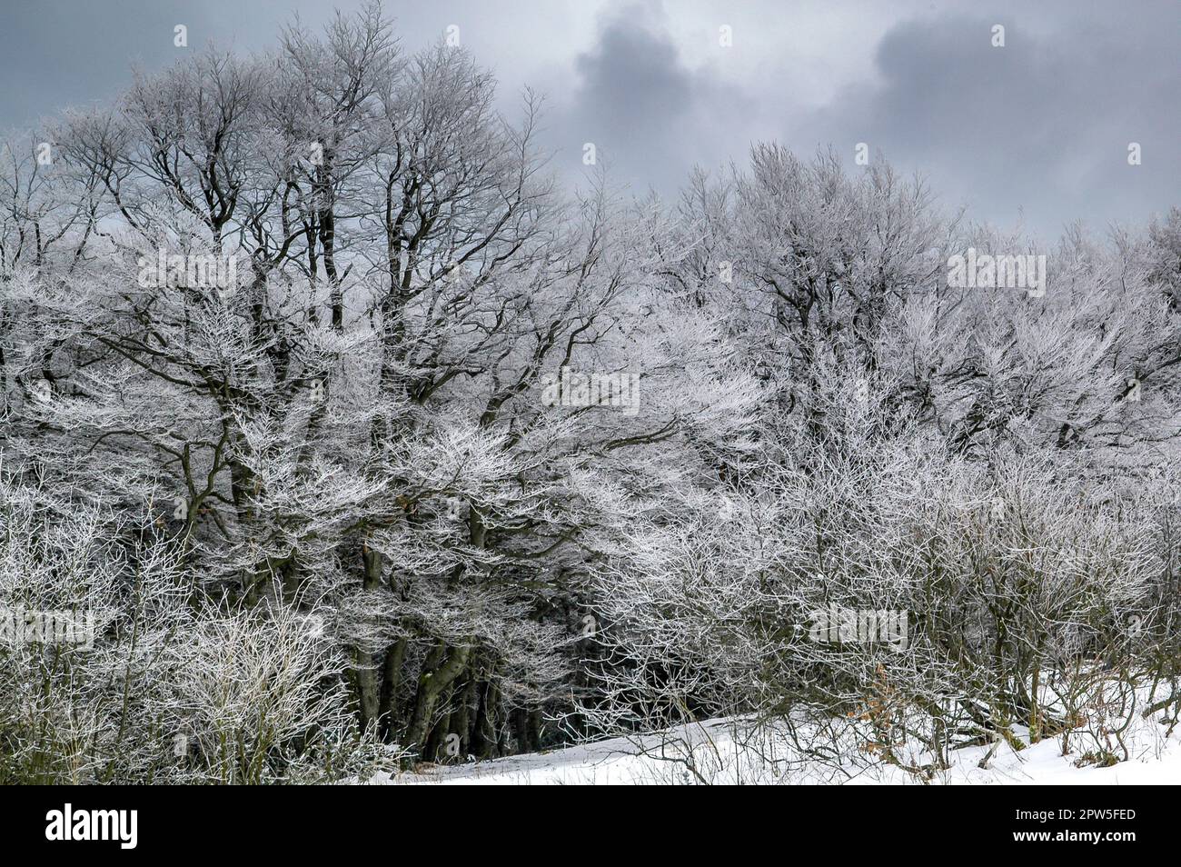 The icy treetops of a forest in winter in gray ashen light Stock Photo ...