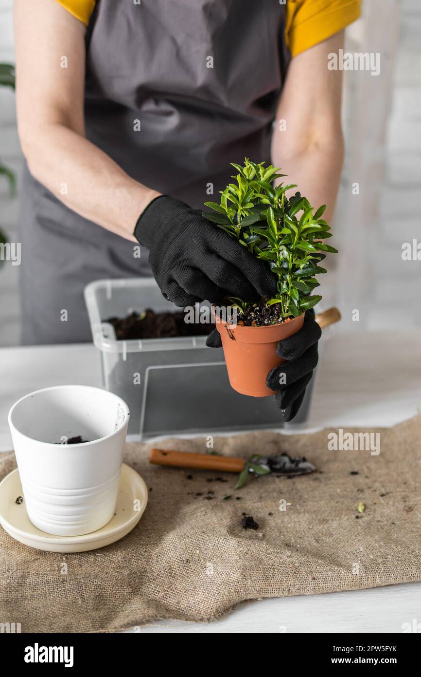 Spring Houseplant Care, repotting houseplants. Waking Up Indoor Plants ...
