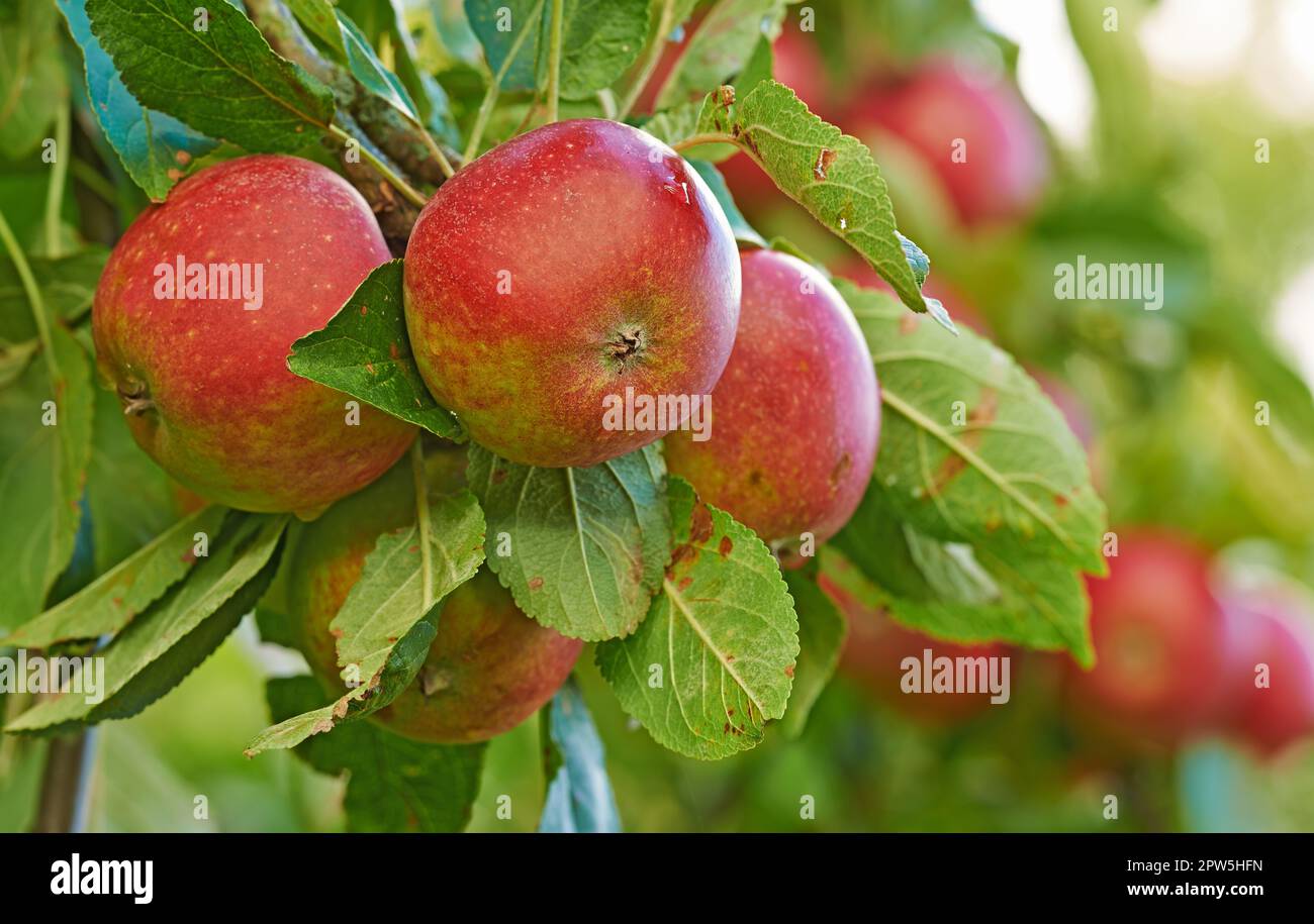 Take a bite of natures bounty. Juicy red apples hanging on a tree Stock ...