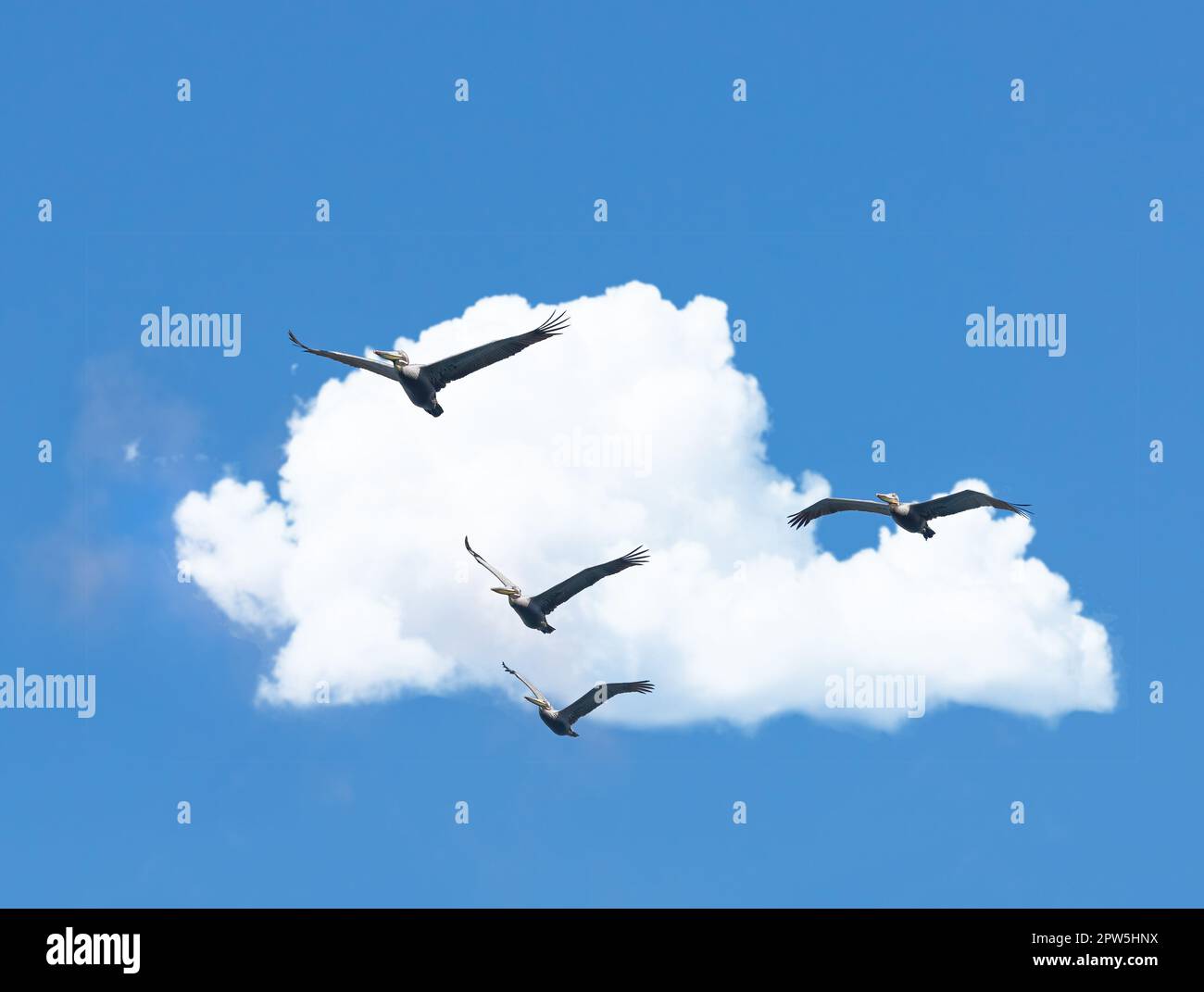 The freedom of flight. A flock of birds flying through the sky Stock ...