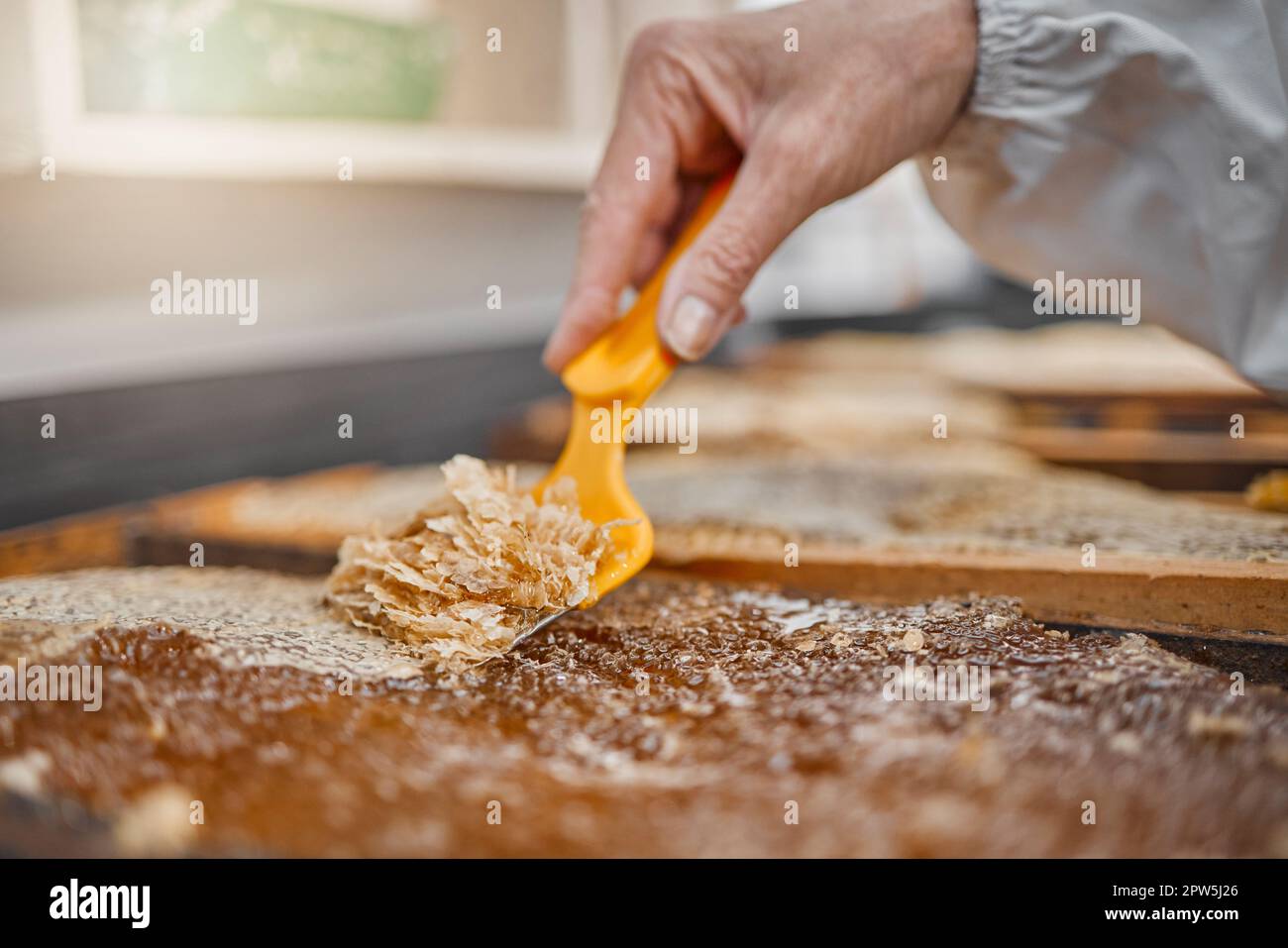 Hands, honey frame and harvest tools, bee farming and beeswax, factory ...