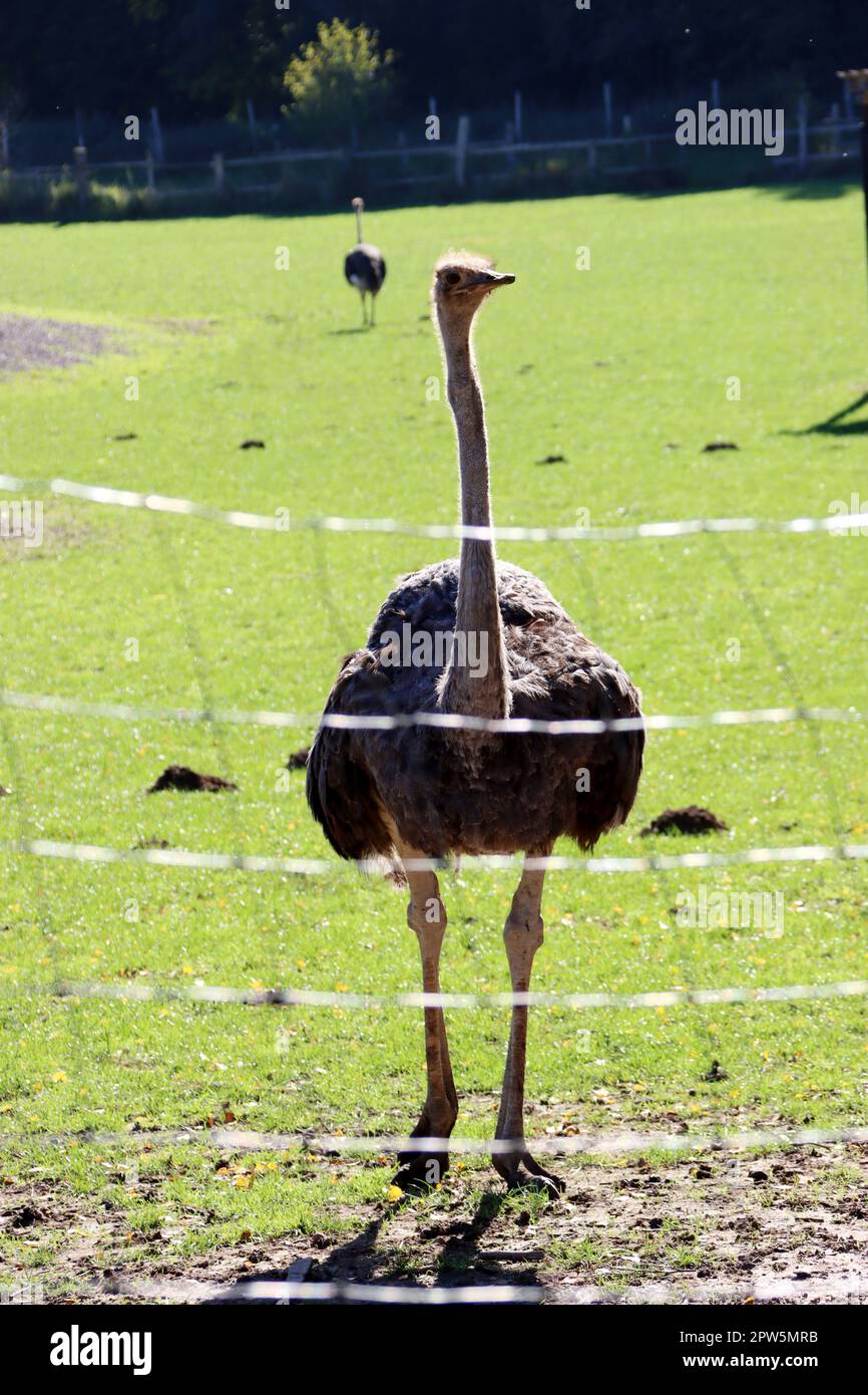 Afrikanischerl Strauss (Struthio camelus) auf einer Straussenfarm ...