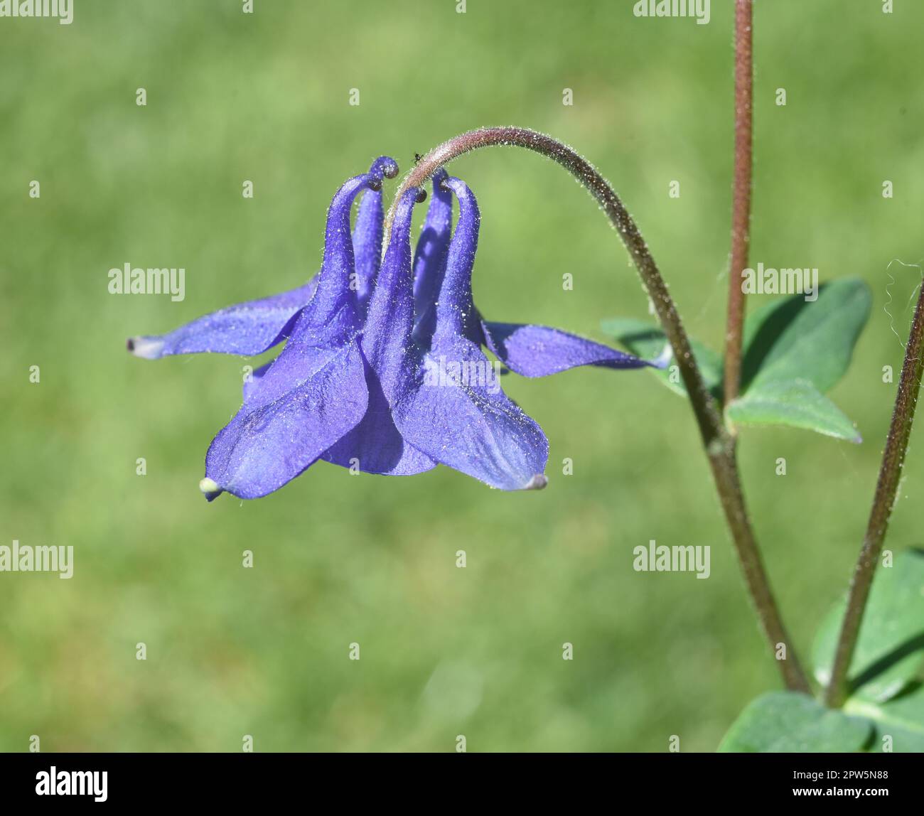 Eine akelei hi-res stock photography and images - Alamy