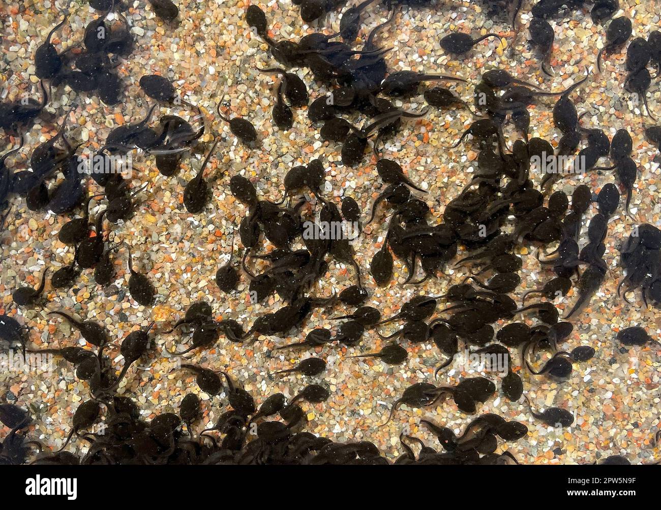 Kaulquappen sind nachembryonale Entwicklungsstadien – die Larven – der ...