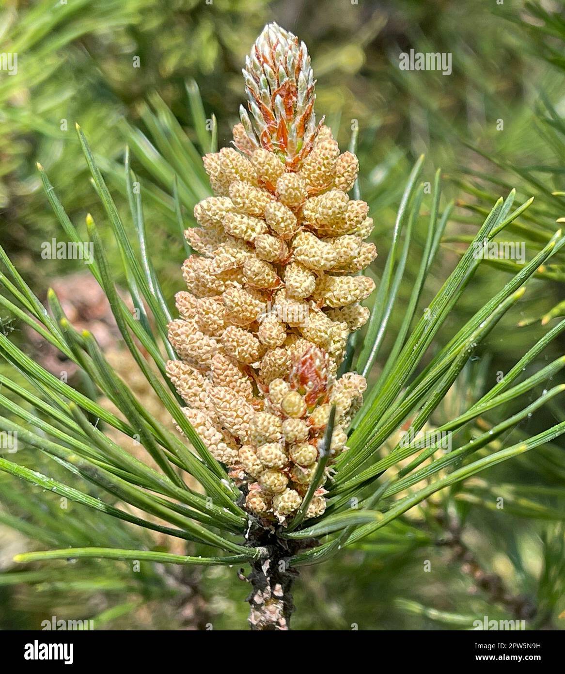 Kiefer, Pinus sylvestris ist ein Nadelbaum und wird in der Medizin als ...