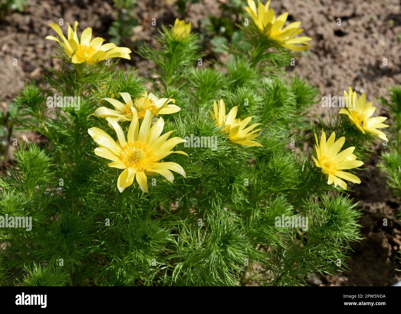 Fruehlings Adonisroeschen, Adonis Vernalis, ist eine wichtige ...
