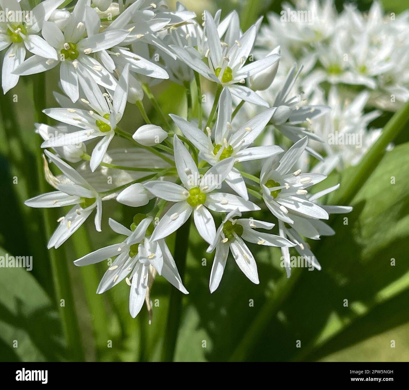 Baerlauch ist eine wichtige Wildkraut- und Heilpflanze die ein ...