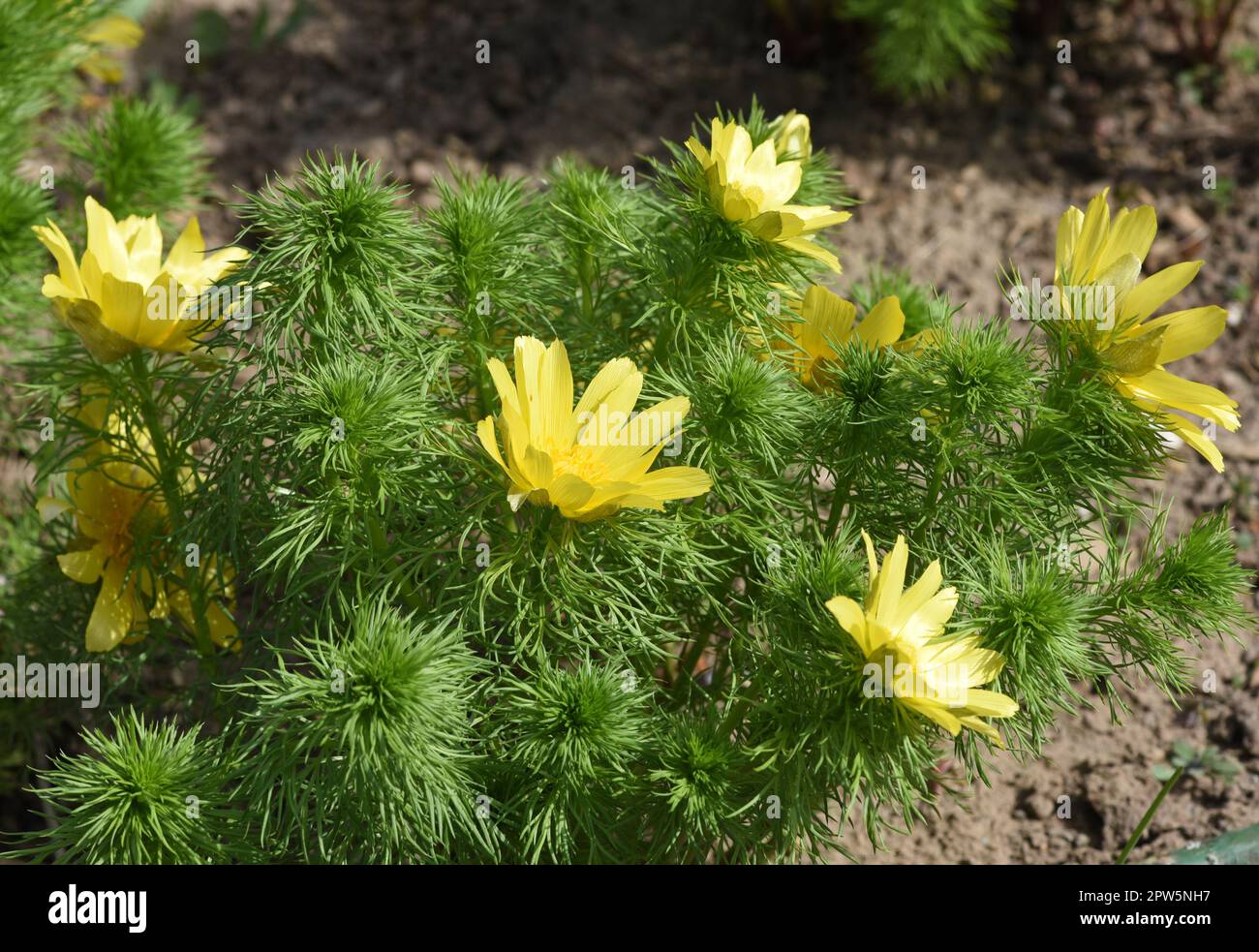 Fruehlings Adonisroeschen, Adonis Vernalis, ist eine wichtige ...