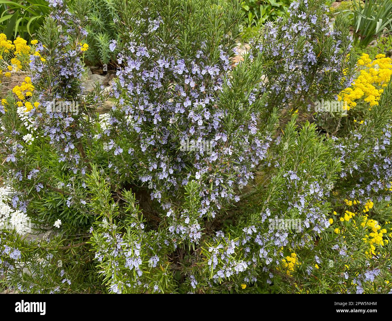 Rosmarin, Rosemary officinalis, ist eine Heil- und Kraeuterpflanze ...