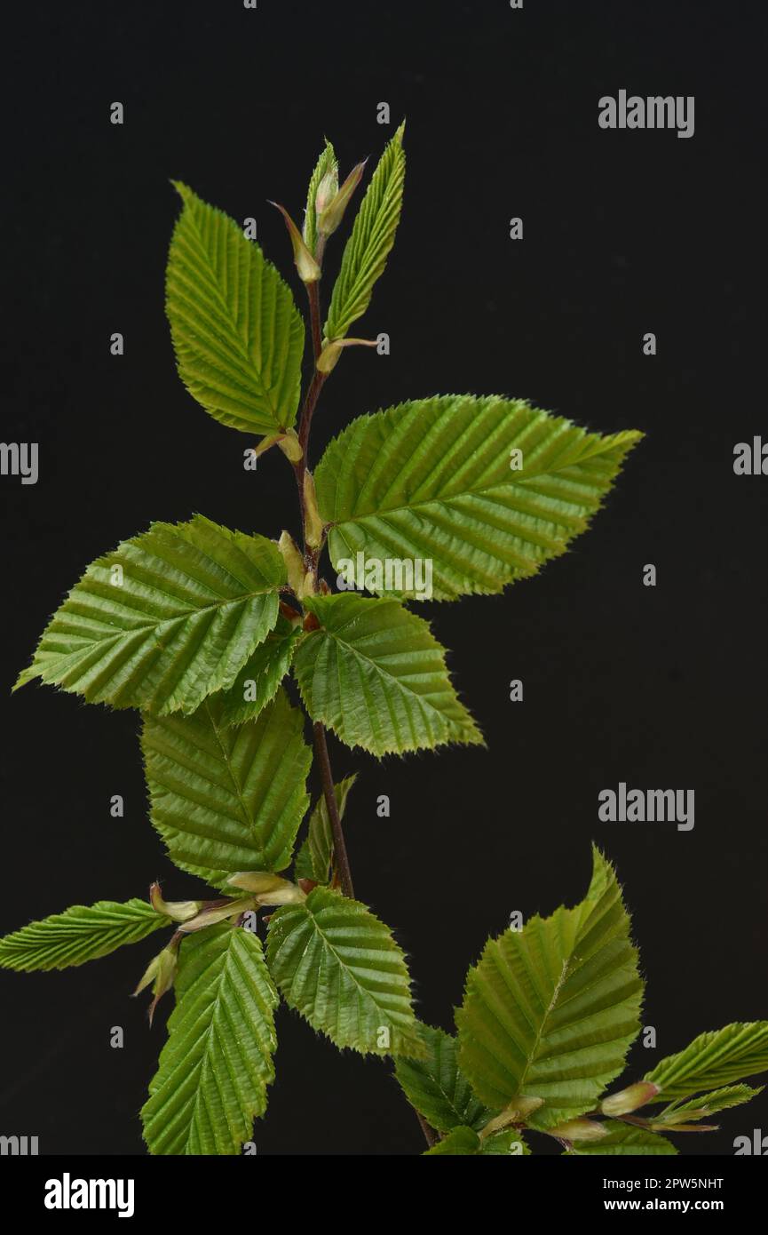 Hainbuche, Carpinus, betulus, ist ein Laubbaum der oft in unseren ...