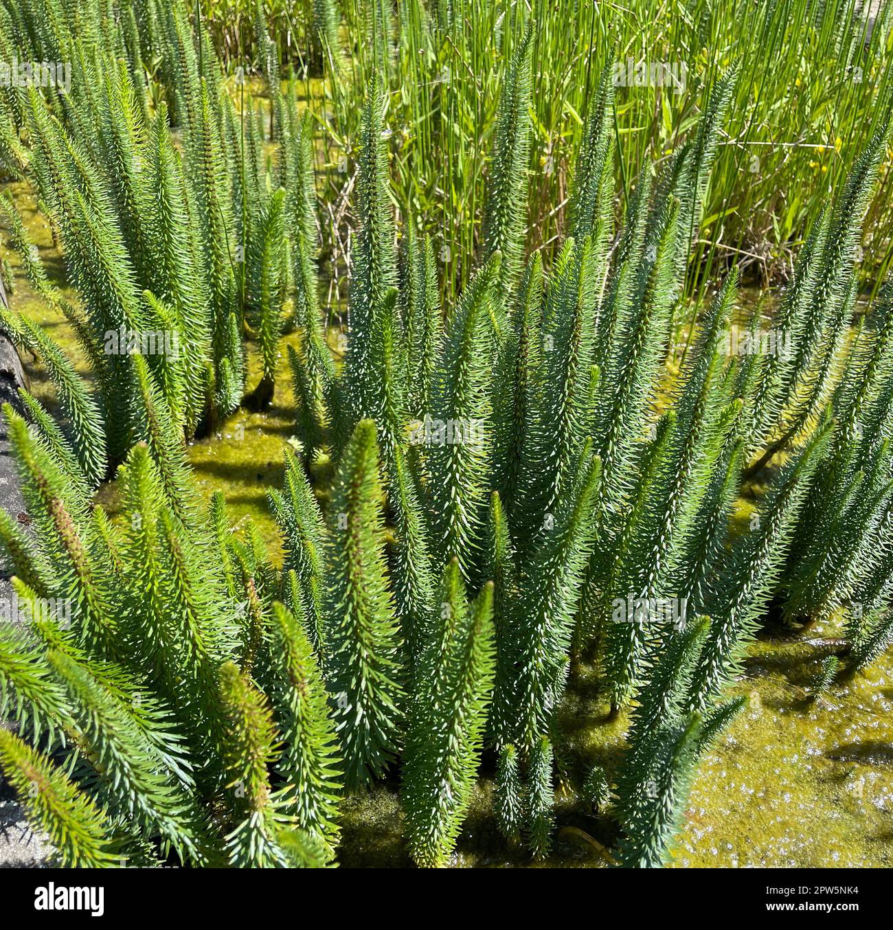 Tannenwedel, Hippuris vulgaris, Blueten ist eine Wasserpflanze ...