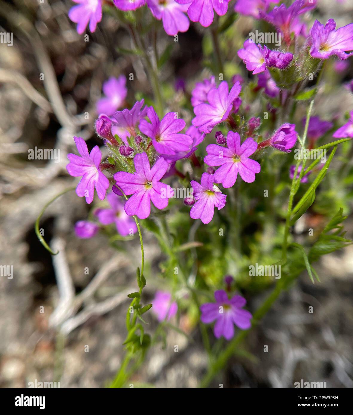 Alpenbalsam, Erinus alpinus ist eine langbluehende Steingartenstaude ...