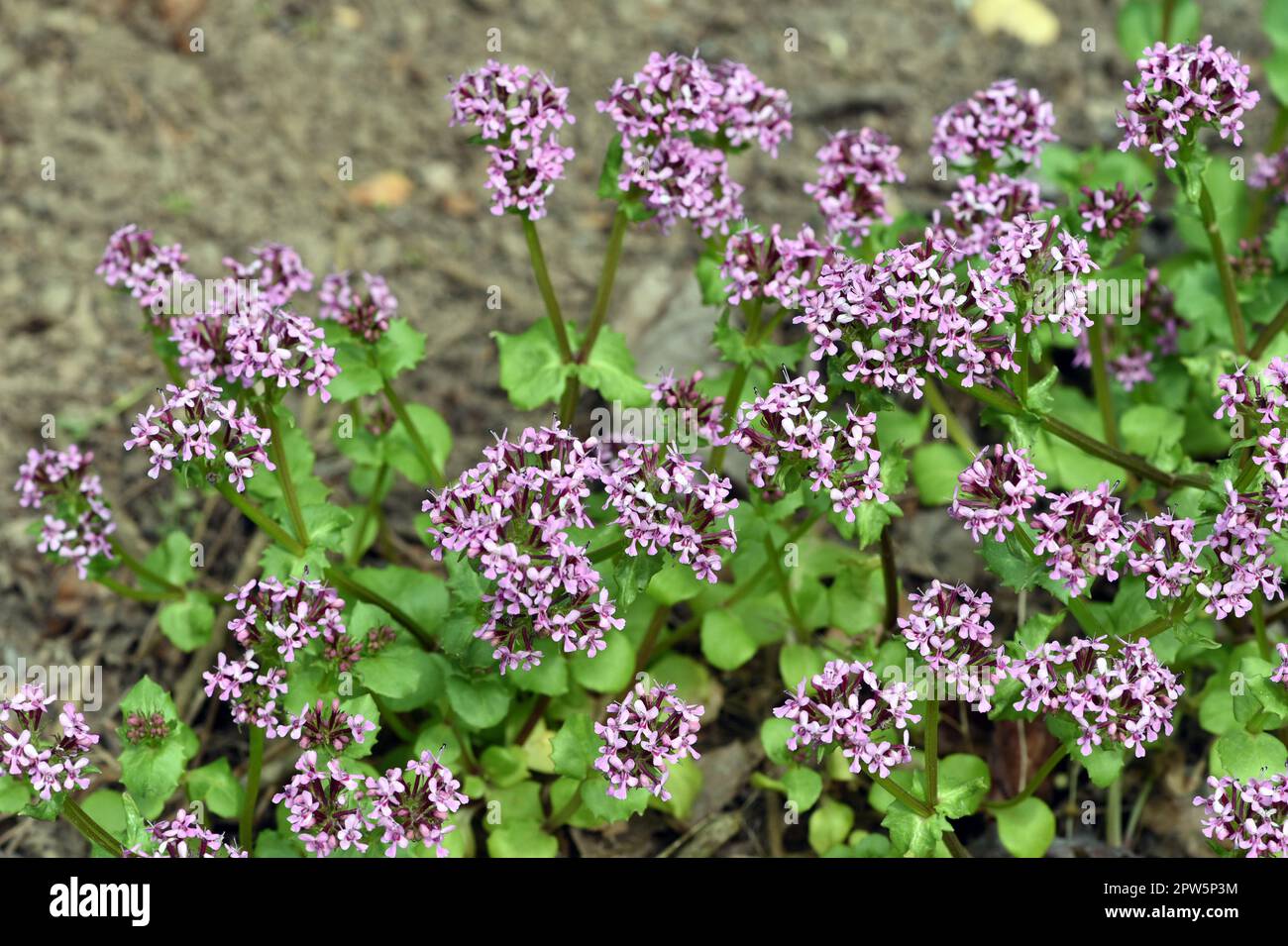 Afrikanischer Baldrian, Fedia cornucopiae, ist eine Heilpflanze mit ...