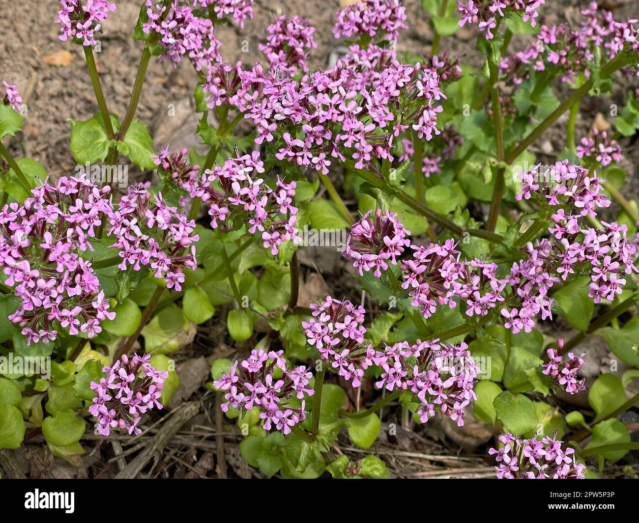 Afrikanischer Baldrian, Fedia cornucopiae, ist eine Heilpflanze mit ...