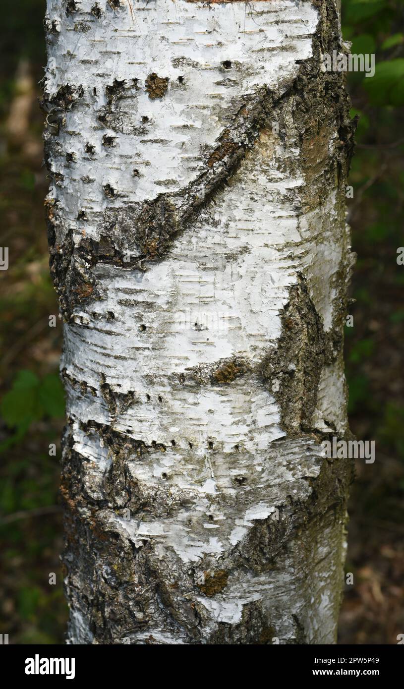 Birkenbaum, Birke Betula, ist ein heimischer, Baum der auch als ...