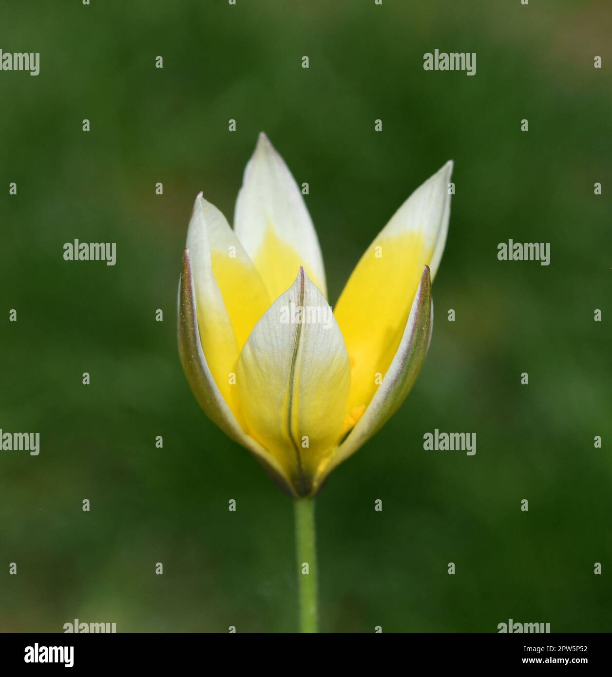 Wildtulpen sind die Vorfahren moderner Gartentulpen. Wild tulips are the ancestors of modern ...