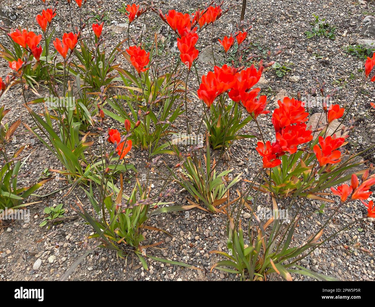 Tritonie, Tritonia crocata, ist ein Schwertliliengewaechse mit einer ...