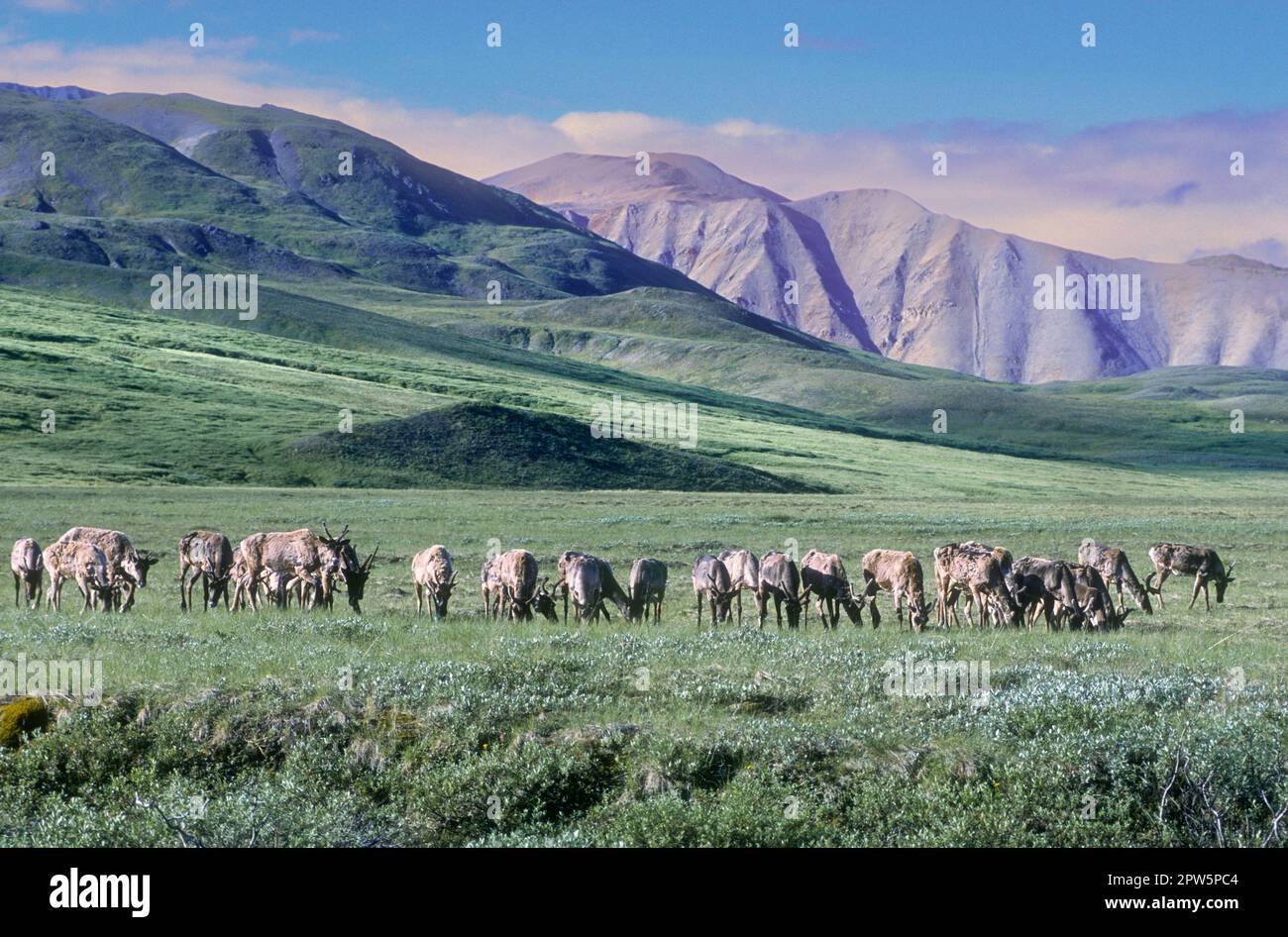 North America; United States; Alaska; Alaska Range Mountains; Denali ...