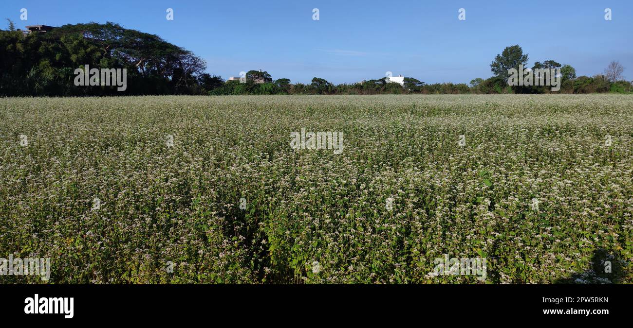 The sunny view of beautiful Buckwheat flowers, Dayuan, Taoyuan, Taiwan ...