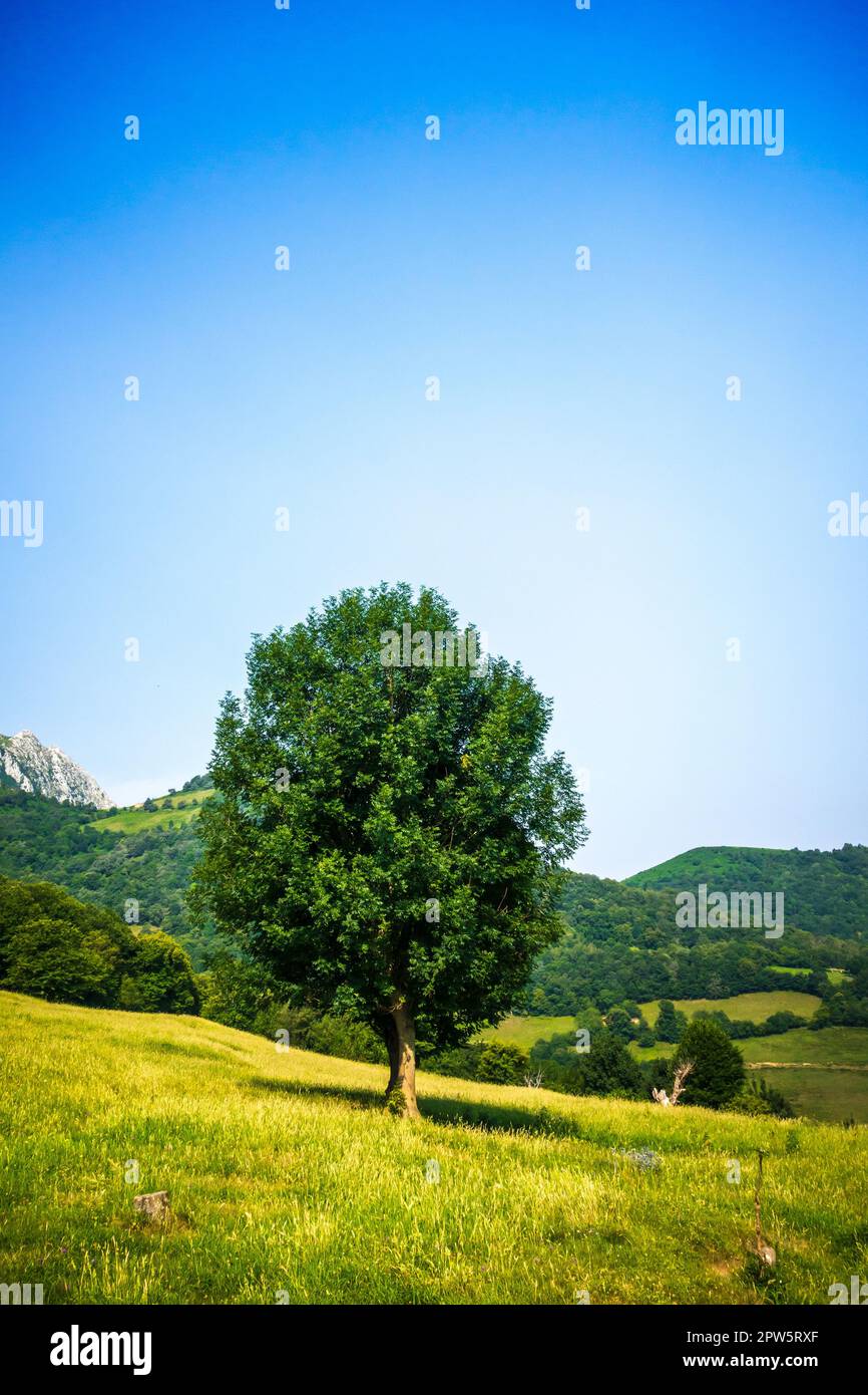 Tree in a field. Landscape around Bulnes village in Picos de Europa ...