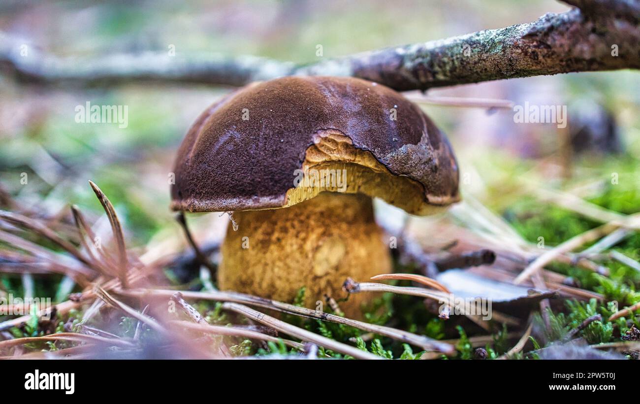 Chestnut, brown cap. Mushroom on the forest floor with moss and pine ...