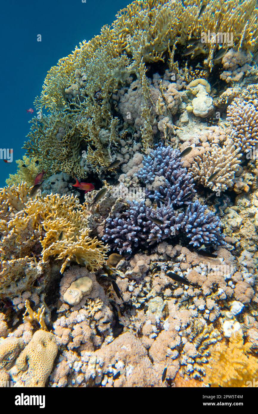 Colorful; picturesque coral reef at the bottom of tropical sea ...