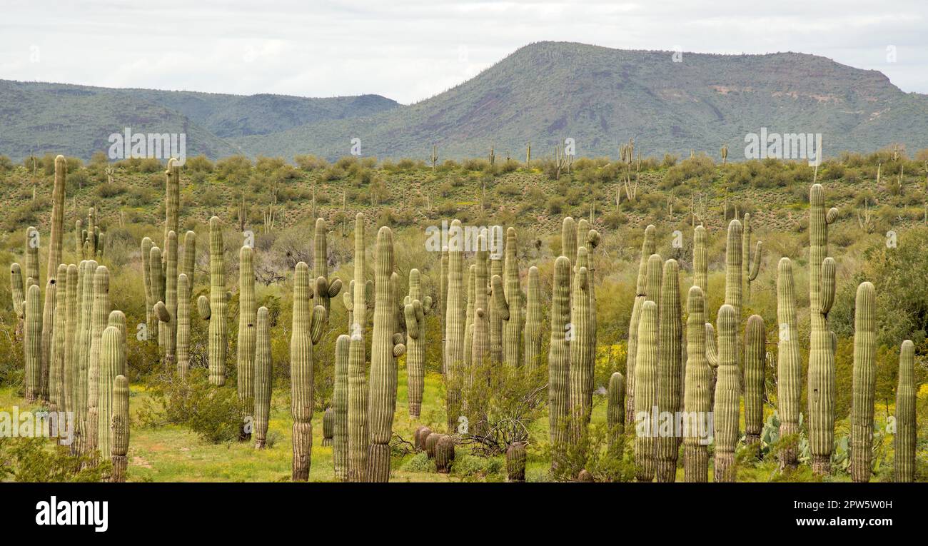 Saguaro cactus garden in central Arizona Stock Photo - Alamy