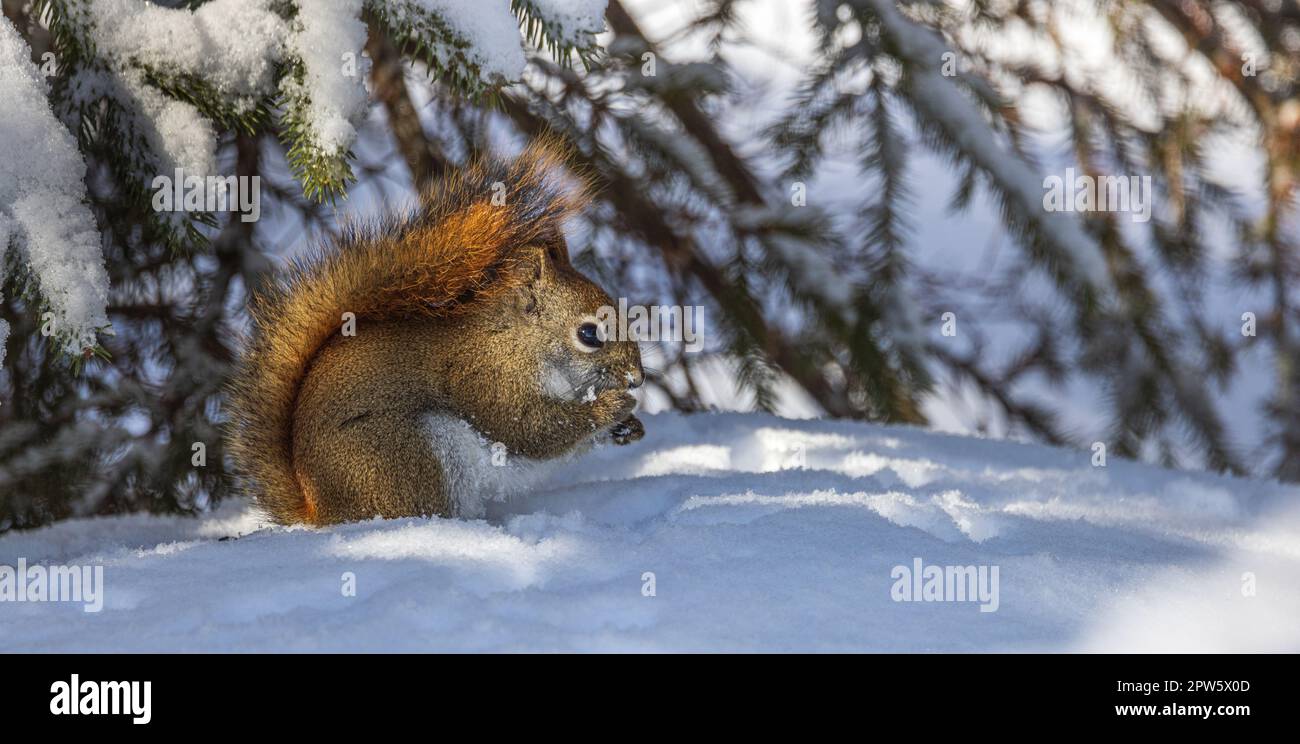 Red squirrel in northern Wisconsin Stock Photo - Alamy
