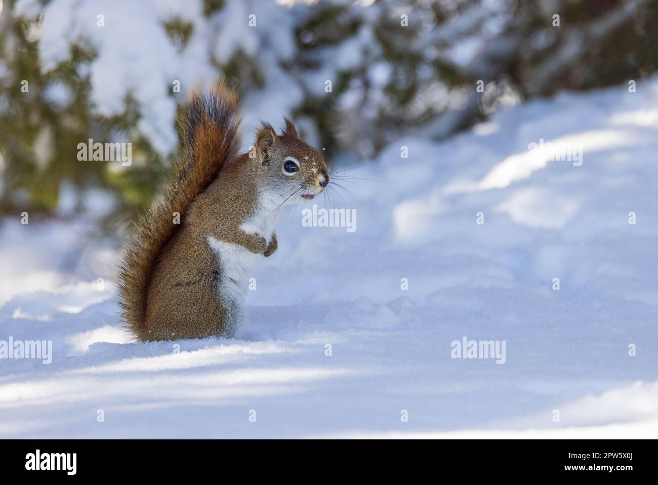 Red squirrel in northern Wisconsin Stock Photo - Alamy