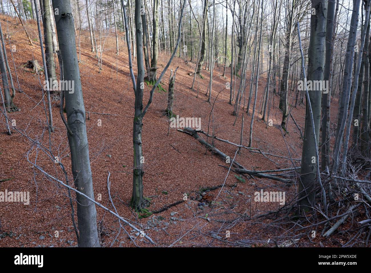 silver-beech tree trunks against the dry leaves Stock Photo - Alamy