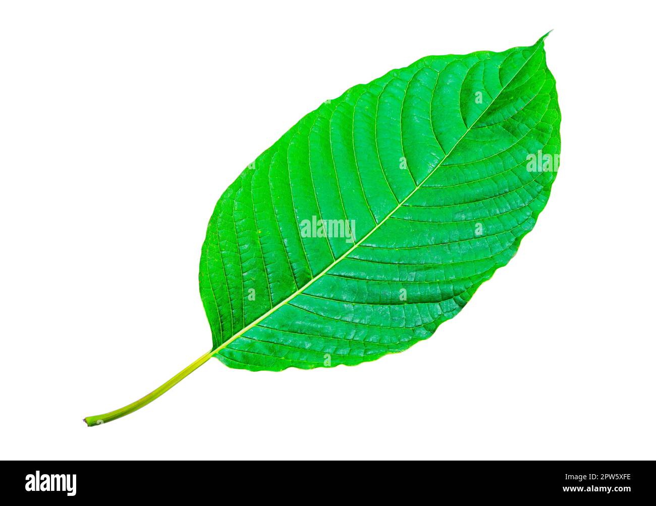 Tropical green leaf isolated on white background, Leaf from natural ...