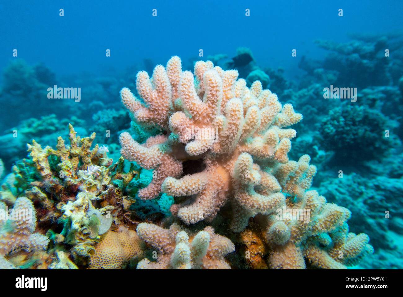 Colorful, picturesque coral reef at bottom of tropical sea, yellow ...