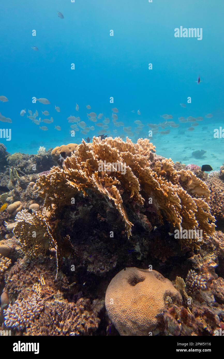 Colorful, picturesque coral reef at the sandy bottom of tropical sea ...