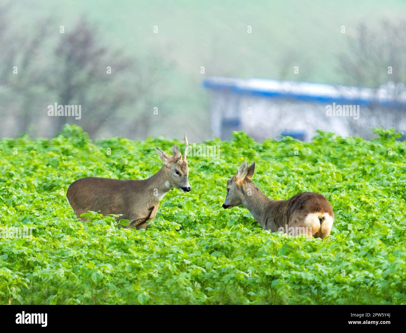 Roe deer, capreolus capreouls, couple int rutting season staring on a ...