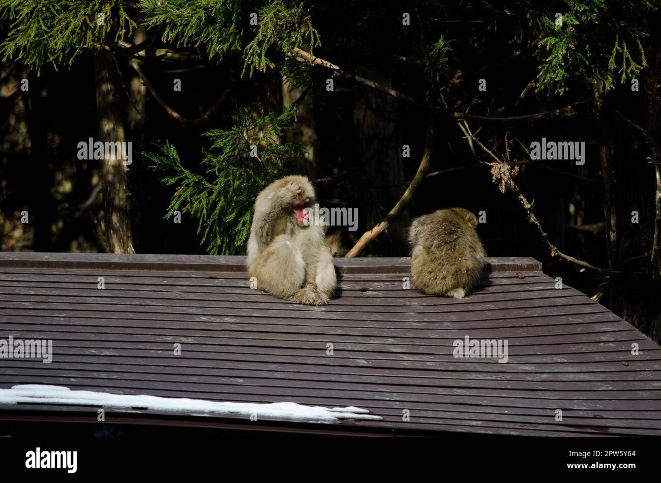 Pair of Japanese macaques Macaca fuscata on a roof. Jigokudani Monkey ...