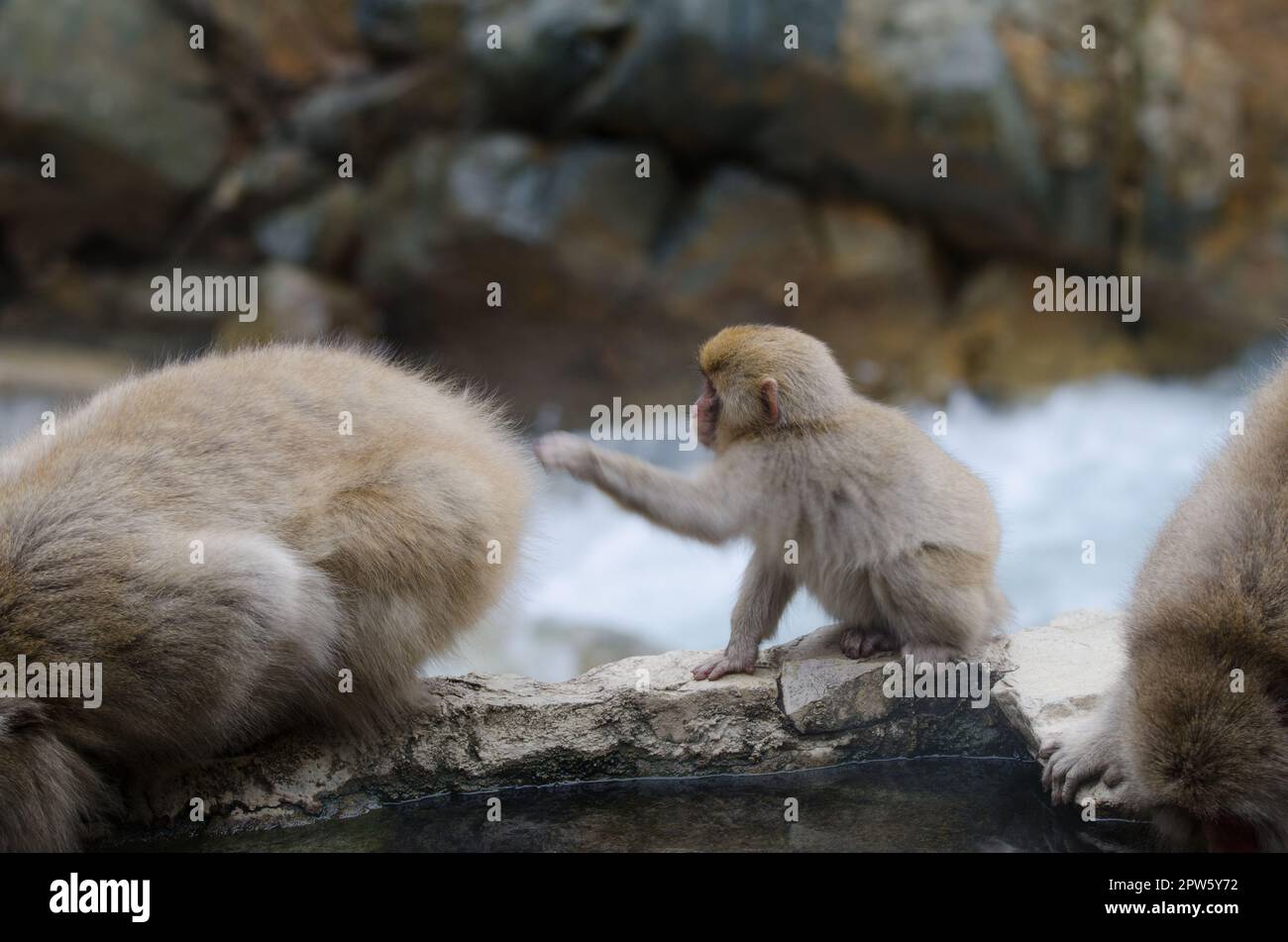 Young Japanese macaque Macaca fuscata touching the fur of an adult ...