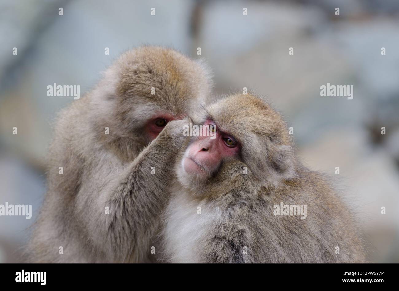 One Japanese macaque Macaca fuscata grooming another. Jigokudani Monkey ...