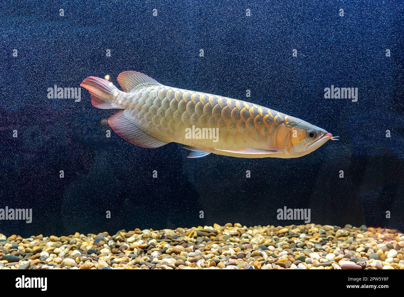 The arowana fish in the cabinet. It is a charming fish Stock Photo - Alamy