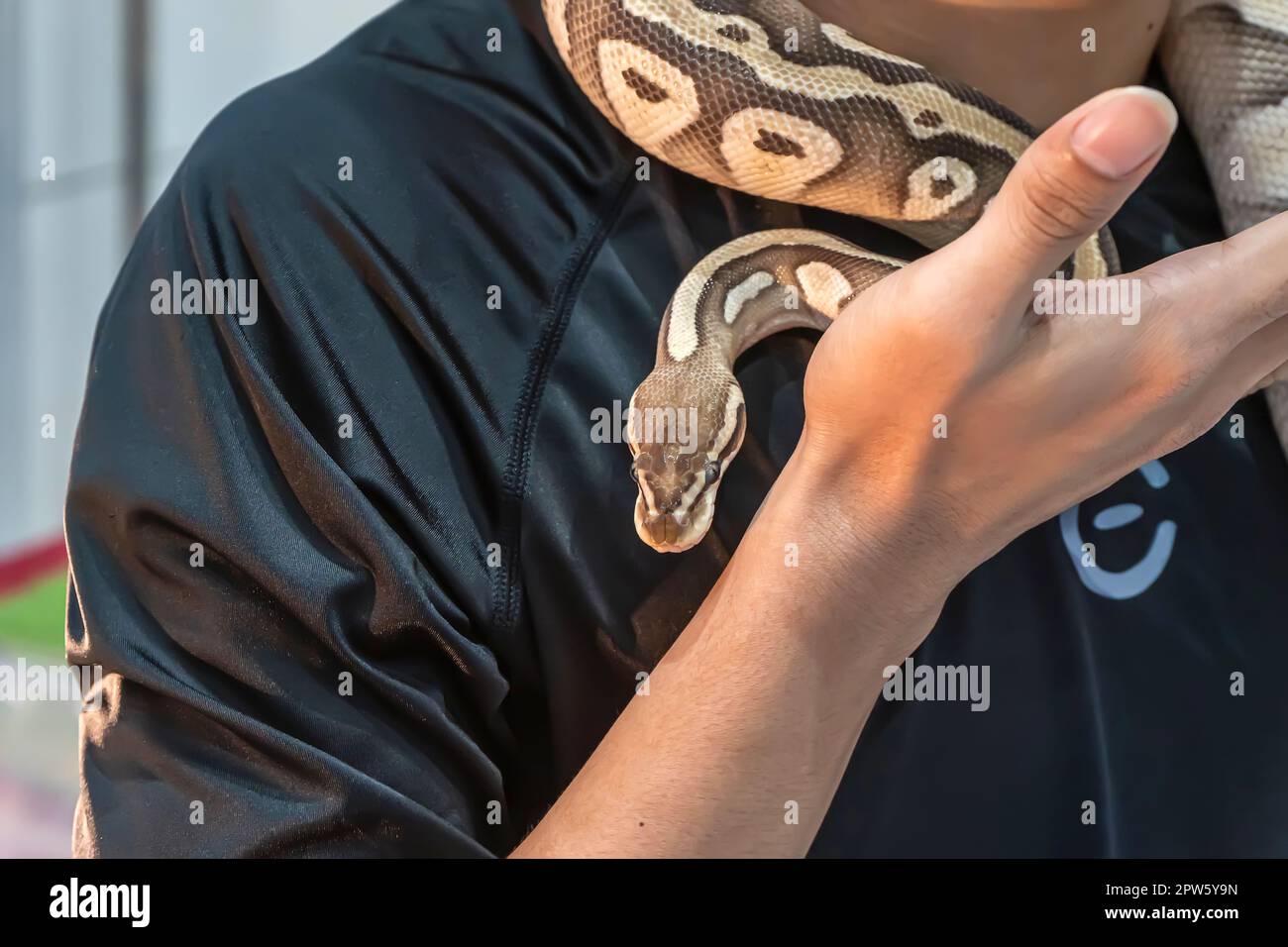 Ball python is a popular pet in Thailand Stock Photo - Alamy