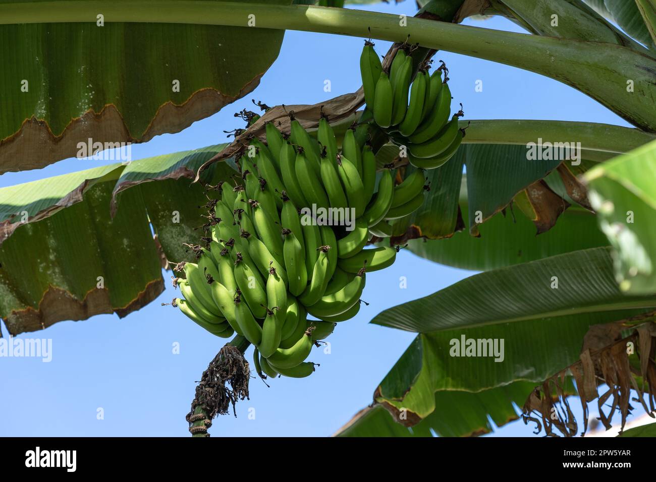 Unripe green bananas hi-res stock photography and images - Alamy