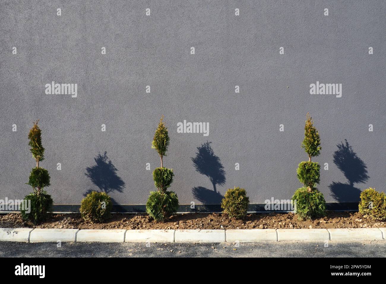 Thuja with a shaped sheared crown. Modern landscape design. Beautiful ...